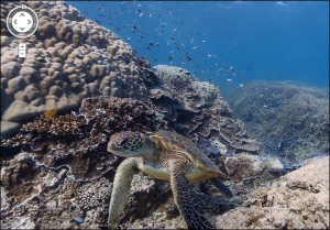 Google's Street View Goes Under The Sea At Six Coral Reefs